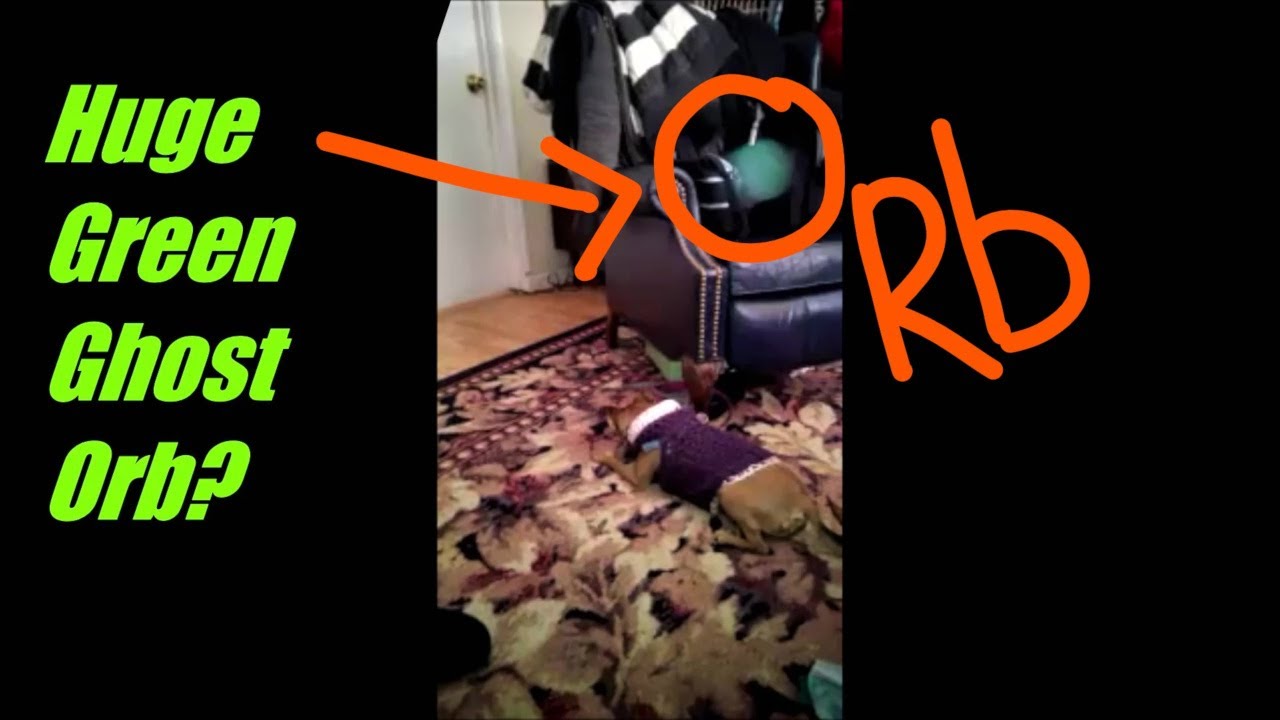 Can Dogs see ORBS? CAUGHT ON CAMERA Part 2 - YouTube