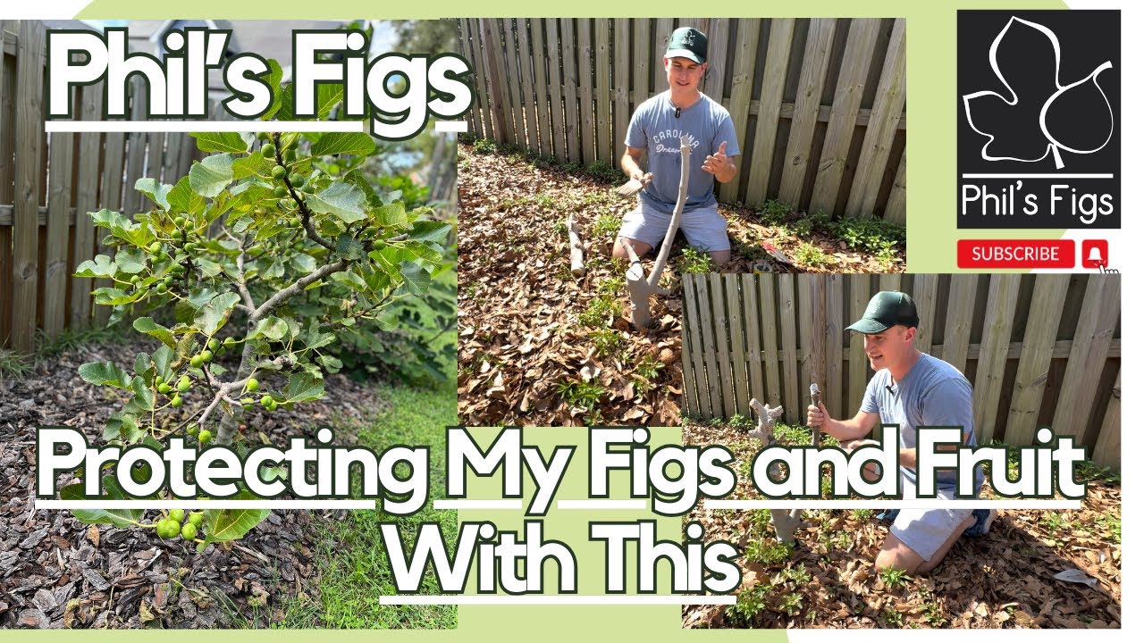 How I'm protecting My Fig Trees and Fruit Trees After - YouTube