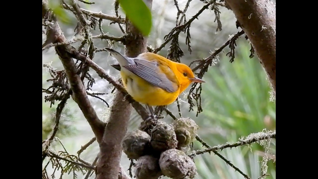 PROTHONOTARY WARBLER - YouTube