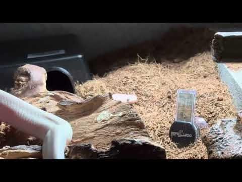 Roshambo hanging out (Blue Eyed Leucistic Ball Python) - YouTube