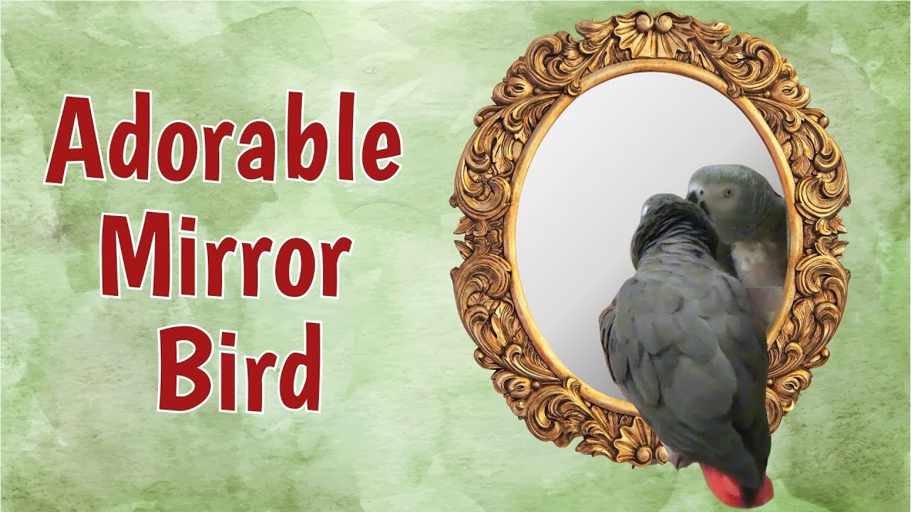 Adorable Mirror Bird: Einstein's Charming Reflections - YouTube