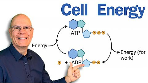 AP Bio Unit 3: (Energy, Enzymes, Photosynthesis, Cellular Respiration ...