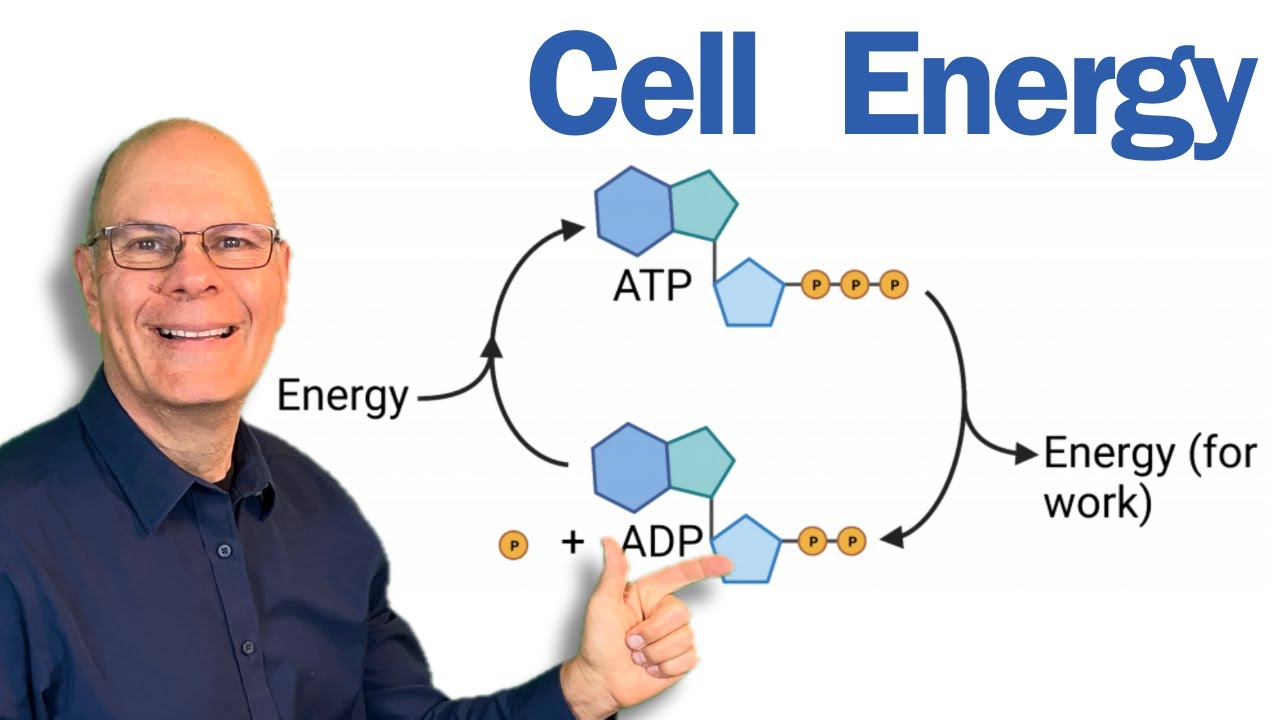 Highlights of Cell Energy for AP Bio Students - YouTube