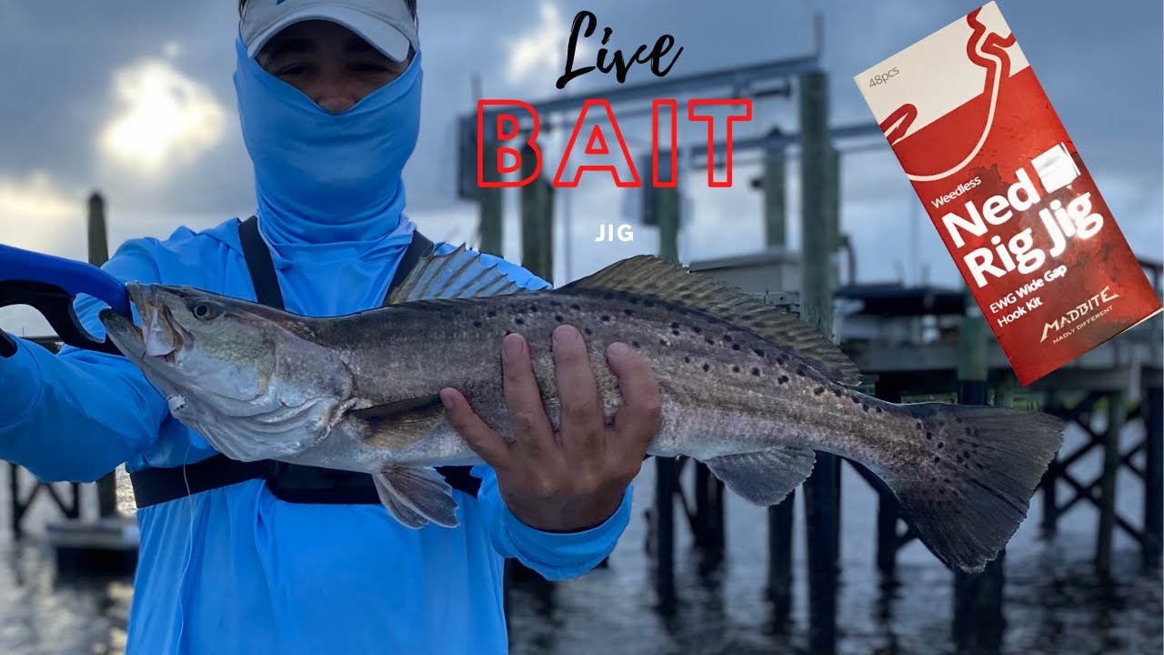Fishing live bait with the MadBite EWG NedRig (Nassau Sound) YouTube ...