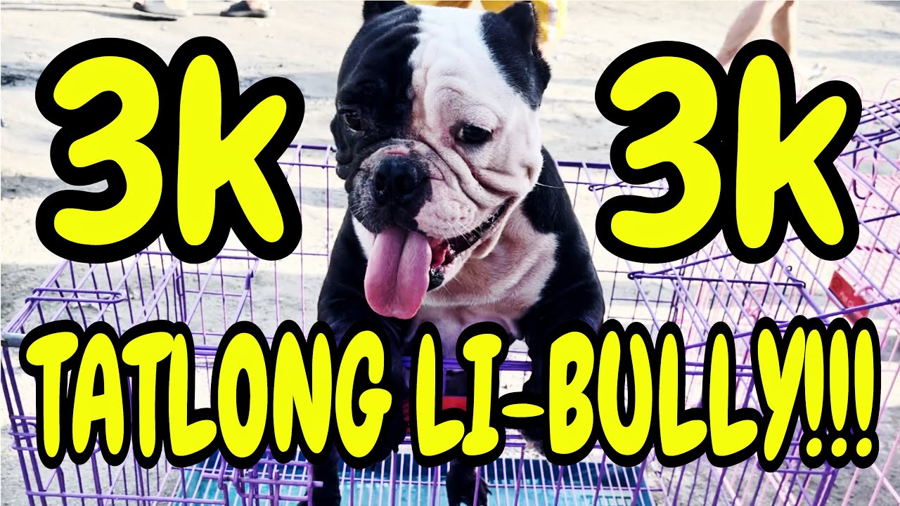 TAPATAN KO! ANG TATLONG LIBO MO! BOCAUE PET MARKET!!! - YouTube