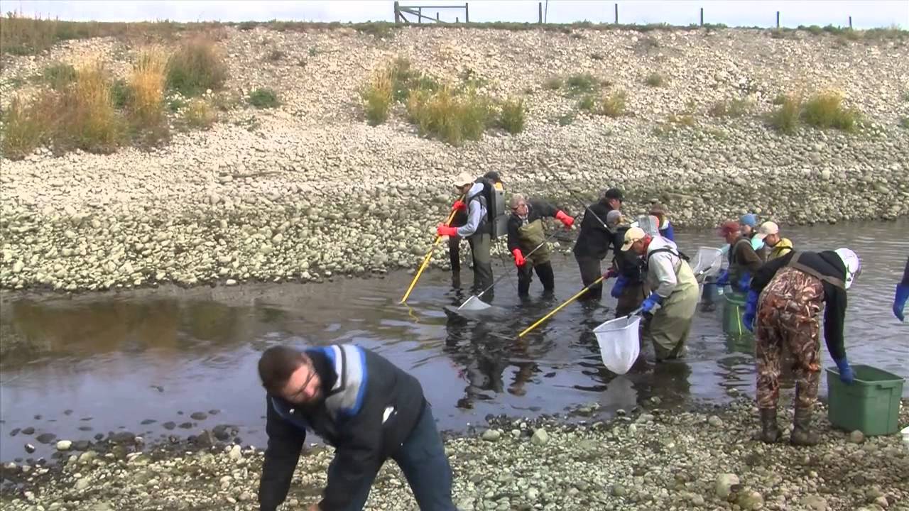 Rescuing fish from irrigation channels - Season Three - YouTube