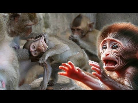 Why Big monkey abuse baby monkey - YouTube