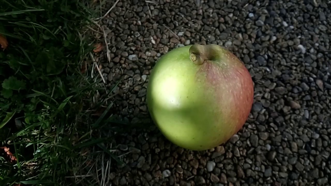 Cambridge Apple (Mutated) 牛頓中頭獎果種蘋果 - YouTube