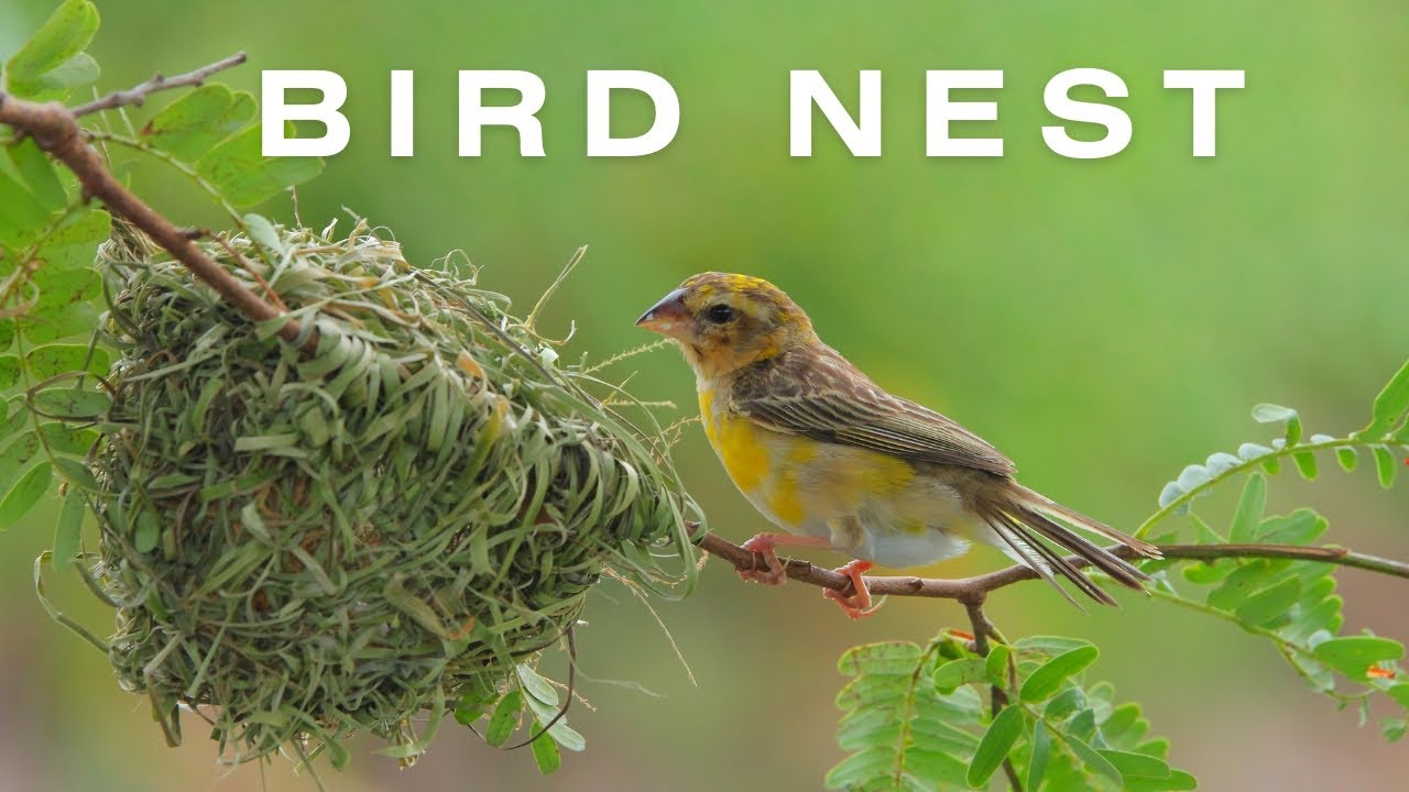 Most Beautiful Bird Nests in the World | Nature’s Masterpieces - YouTube