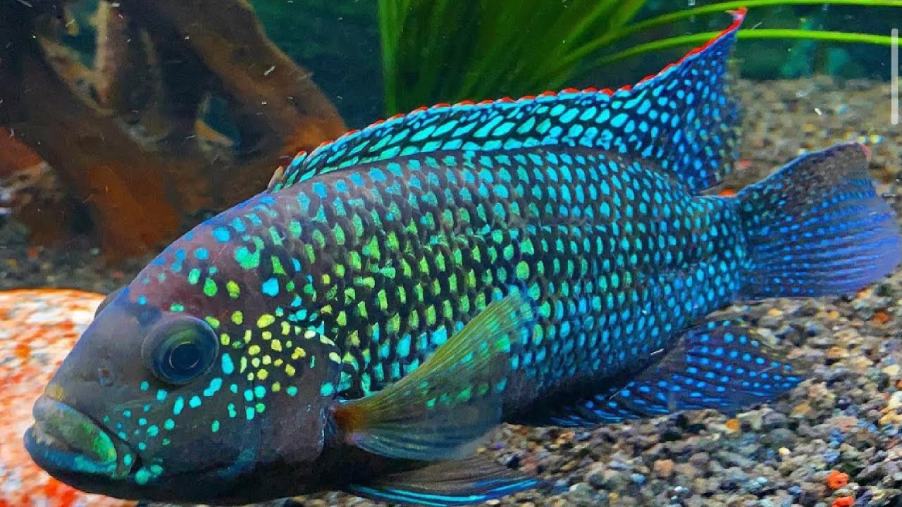 Dive into the Diverse World of Cichlids with Expert Care Tips and ...