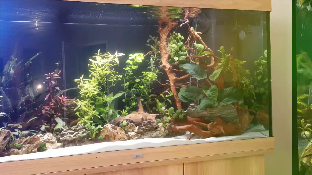 Juwel rio 350 - YouTube