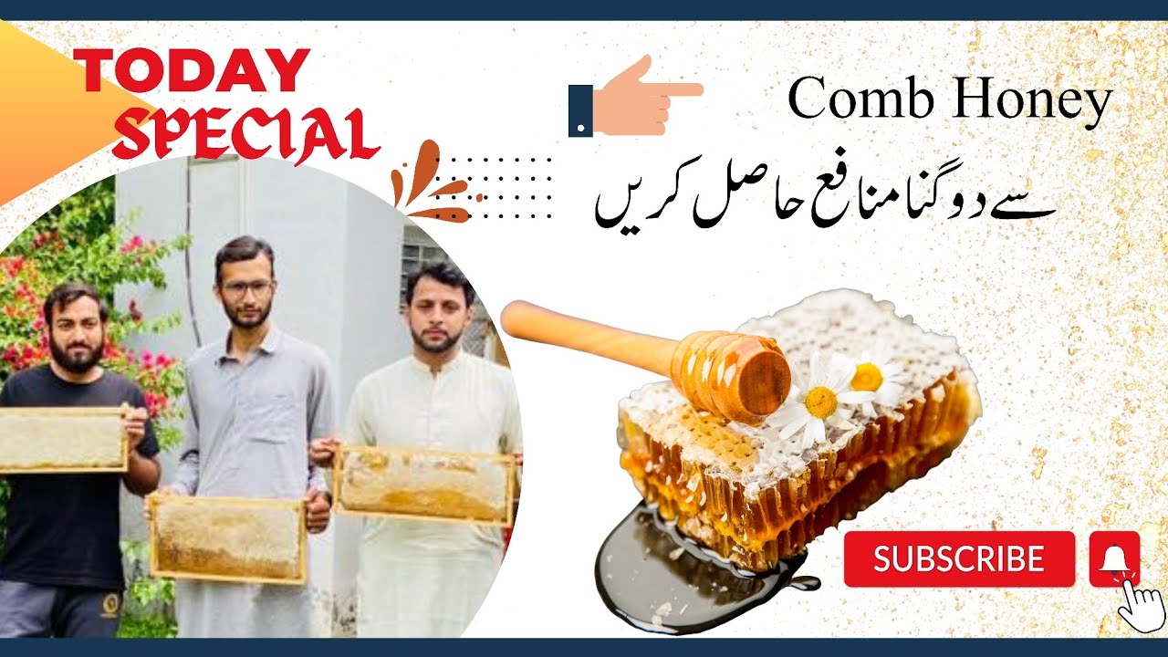 What is comb honey? || Comb Honey Production || Apiculture Business ...