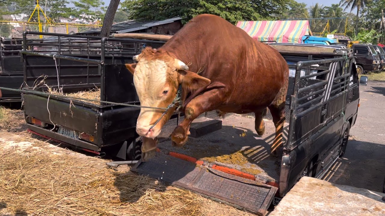 KUMPULAN SAPI MONSTER UNIK TURUN DARI TRUK 2023 ‼️🔥🔥🔥 - YouTube