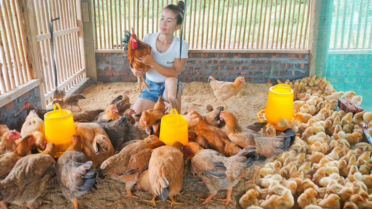 Buy A Lot Of Chicks To Raise - Make Mesh Fence To Separate Baby Chicks ...