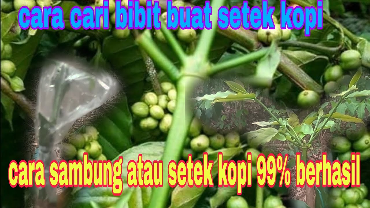 CARA MENYAMBUNG ATAU MENYETEK KOPI 99% BERHASIL,DAN CARA MENCARI BIBIT ...