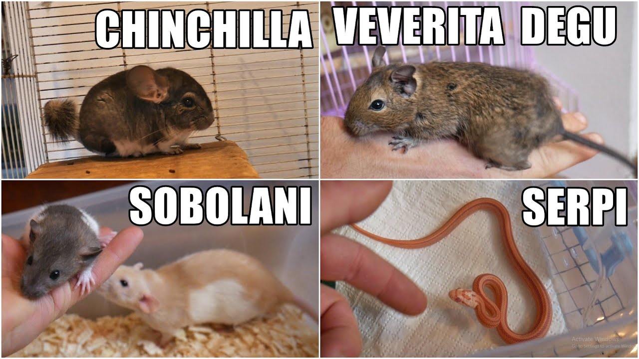 TOATE animalelor mele DE COMPANIE - Chinchilla, Veverițe Degu, Șobolani ...
