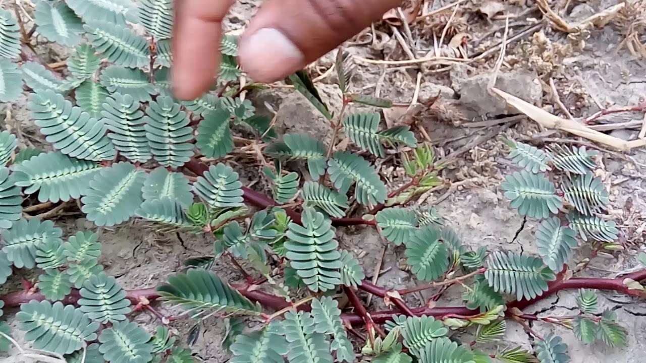 Thigmonasty or shrinking in MIMOSA OR CHHUIMUI (छुईमुई) - YouTube
