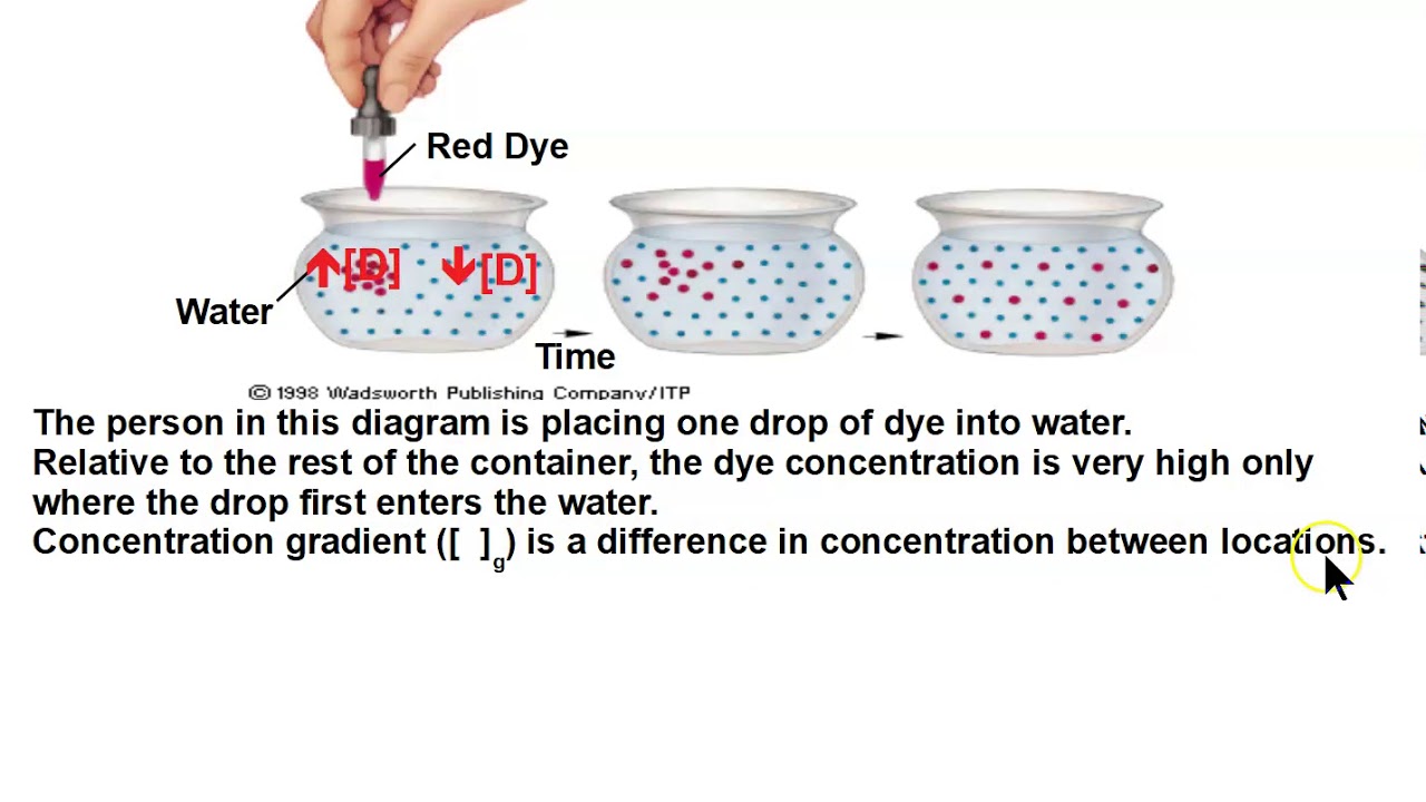 Aqueous Solutions, Diffusion & The Phospholipid Bilayer! - YouTube