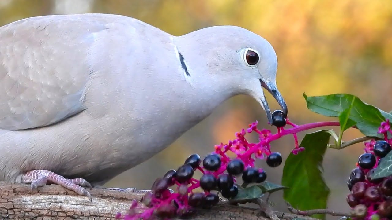 La Tortora dal collare, Streptopelia decaocto, in Italia - YouTube