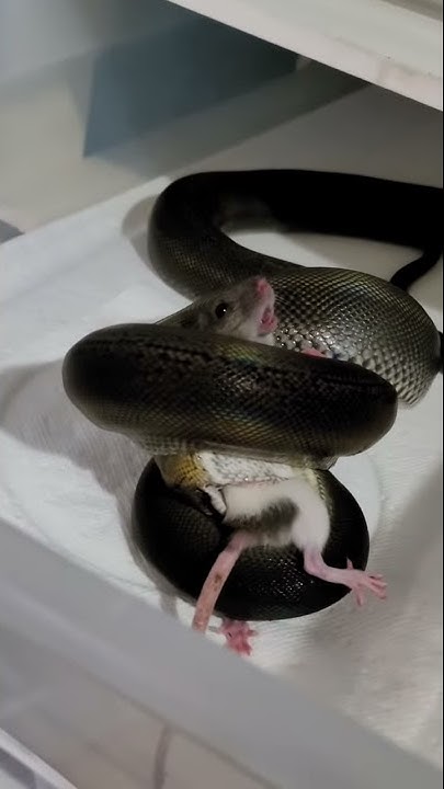 Reticulated Python Attacks #shorts - YouTube