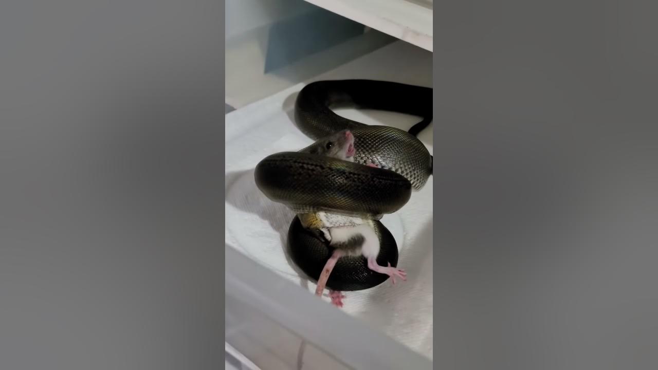 Reticulated Python Attacks #shorts - YouTube