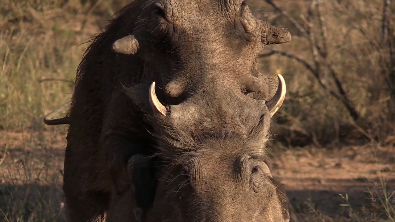 Warthog Rhapsody movie - YouTube