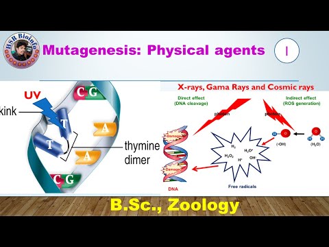Mutagenesis: Physical agents (UV, X-rays, Gama rays and cosmic rays ...