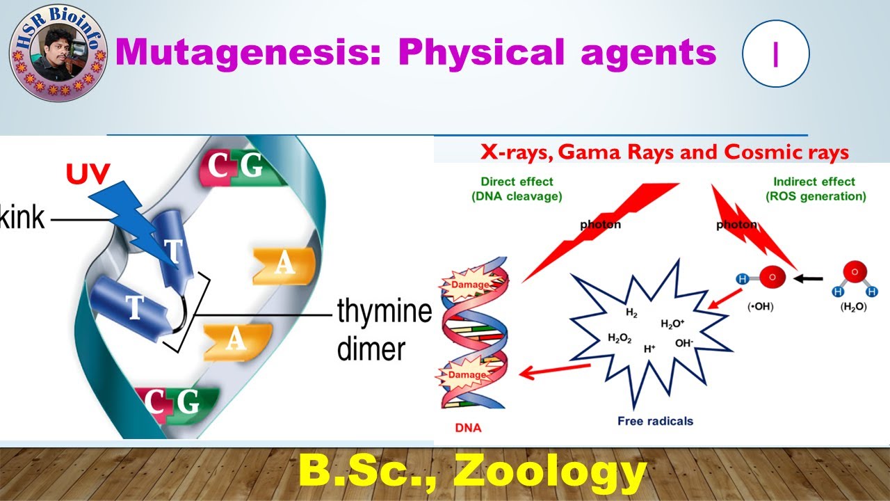 Mutagenesis: Physical agents (UV, X-rays, Gama rays and cosmic rays ...