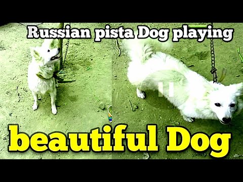 Beautiful Russian pista dog||Pista dog playing with me|| AniMolar - YouTube