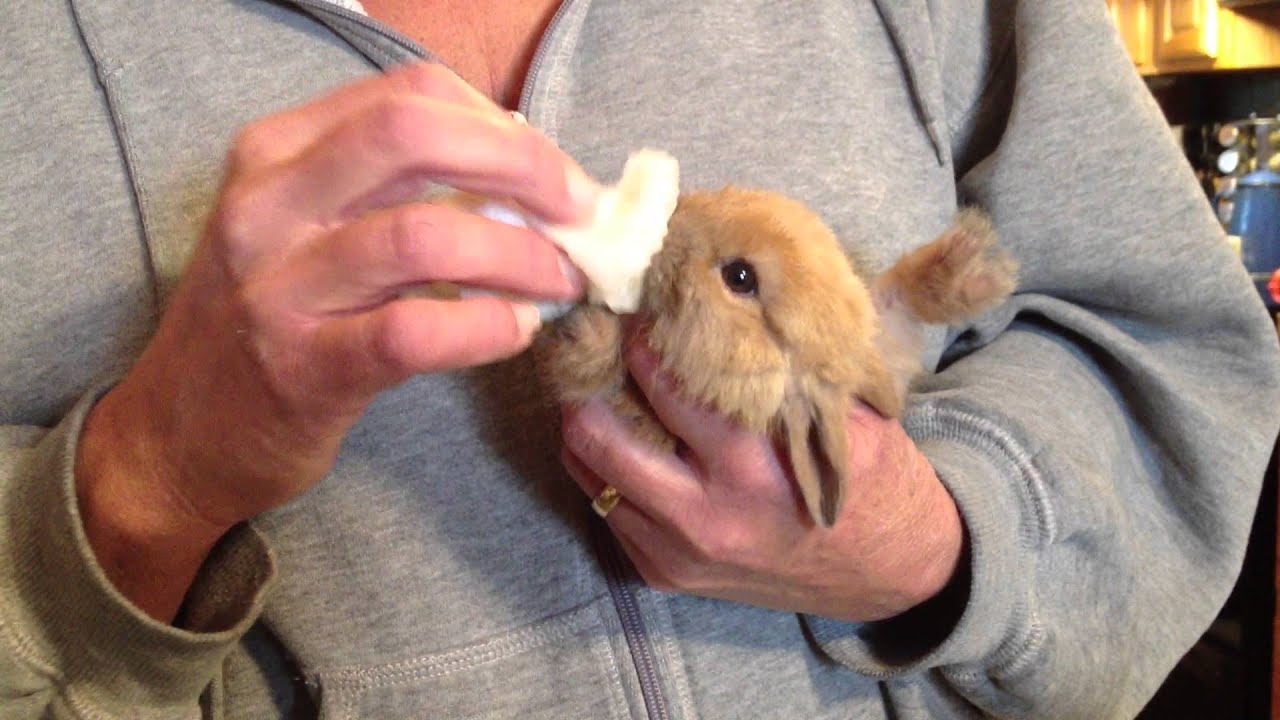Baby Bunny Eating - YouTube