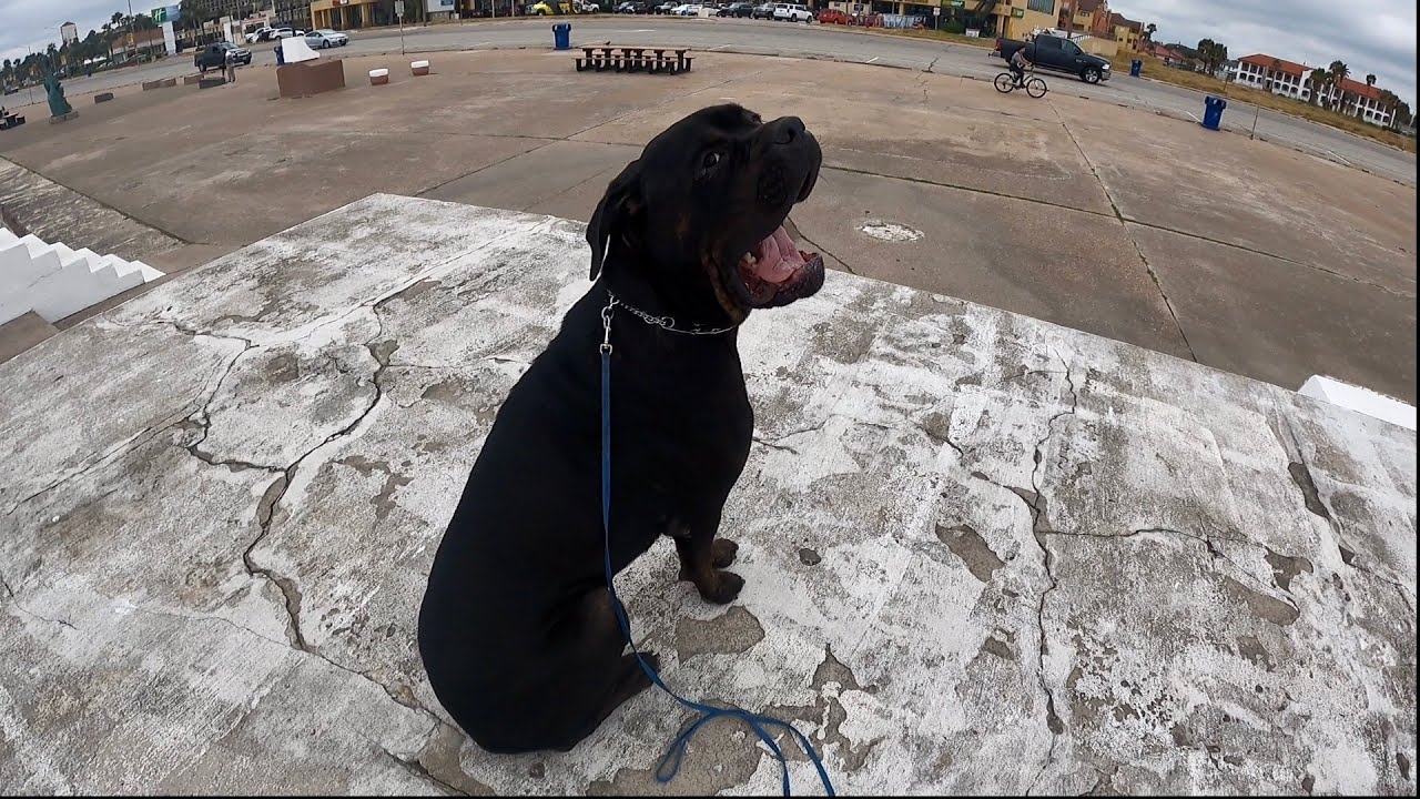 Taking Huge Red Zone Monster Corso For A Walk At Seawall | Loki - YouTube