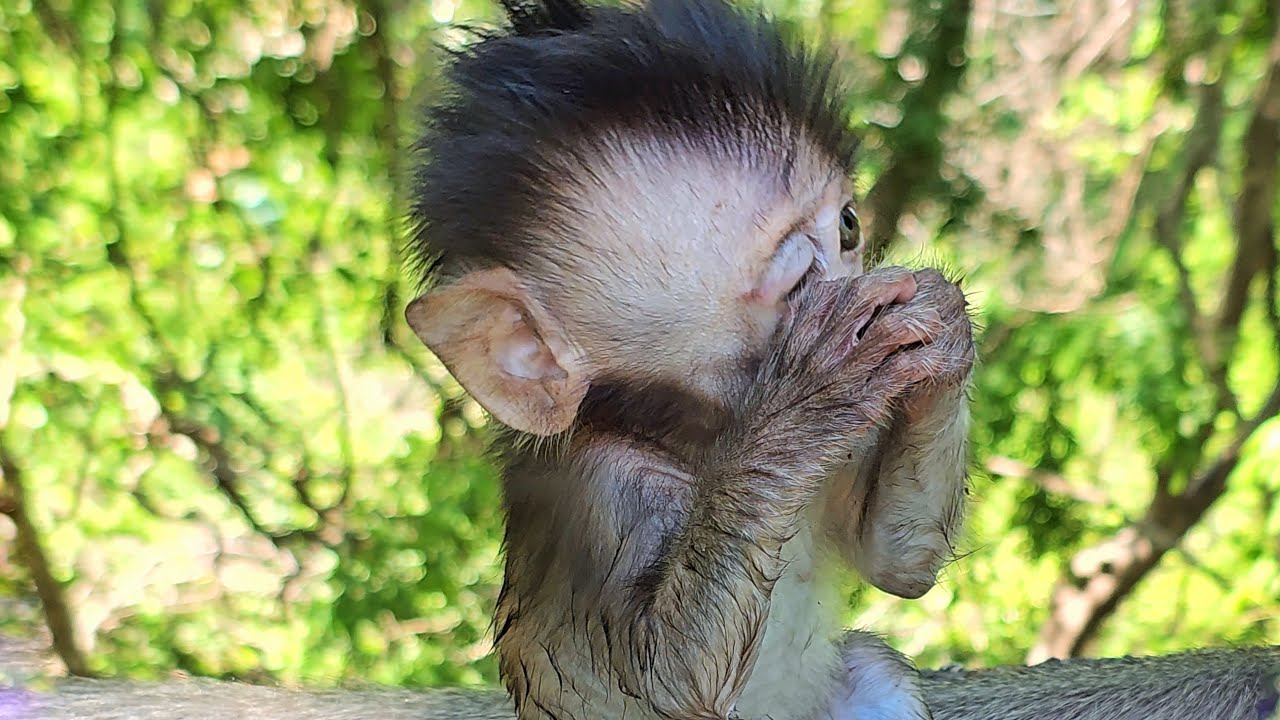 Cute little wild monkey goes down into the water, not afraid of fish in ...