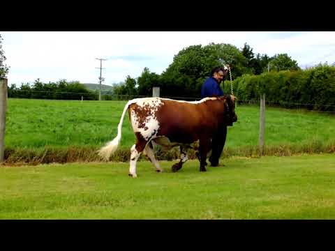 MAGNIFICNET MOILIES - LOT 27 RAVENGLEN RUBEN