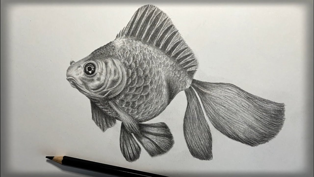 Cómo dibujar un Pez de ORO|paso o paso|Рисуем Золотую Рыбку|gold fish ...