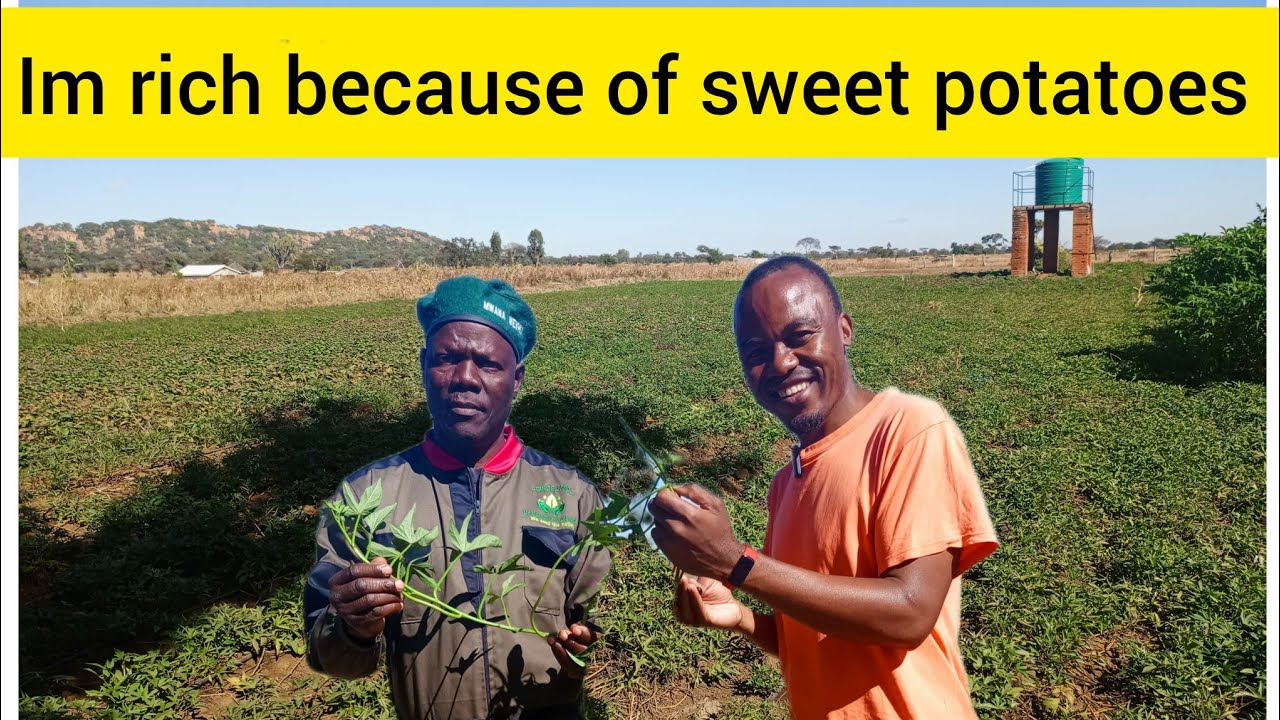 I bought 4 houses in Harare from farming- Story of Mr Mbambaira - YouTube