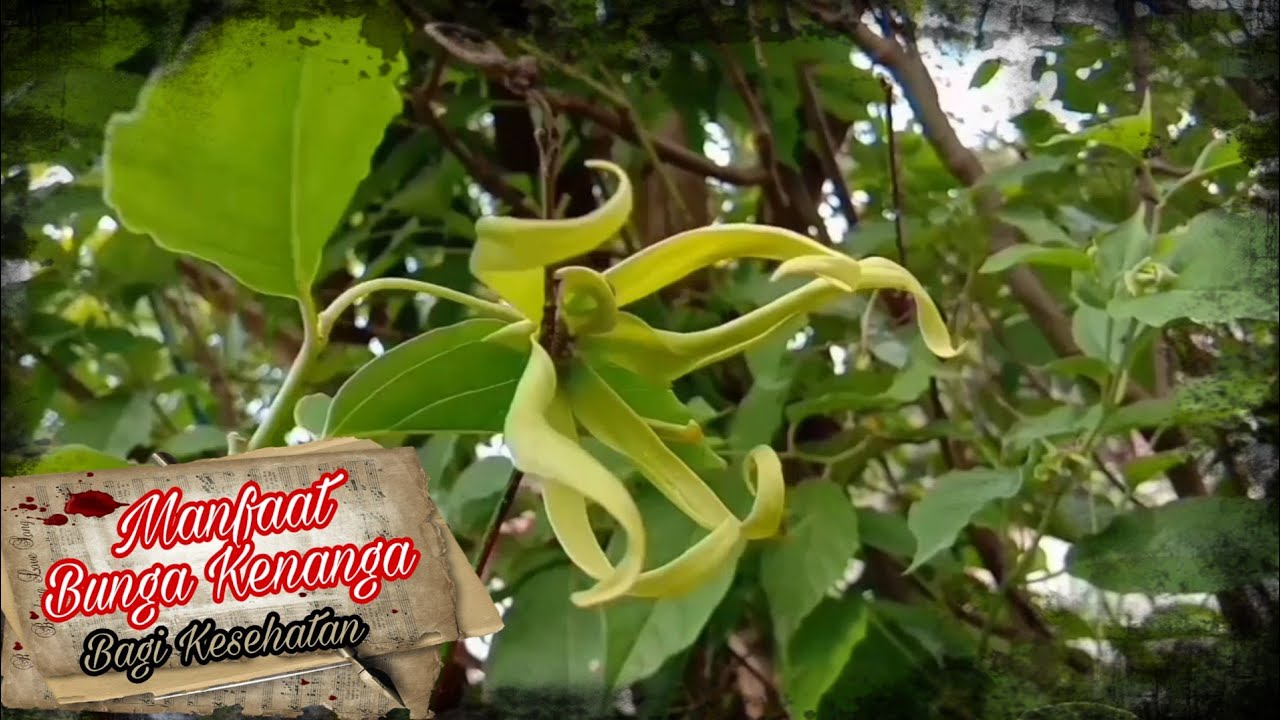 16 MANFAAT BUNGA KENANGA UNTUK KESEHATAN DAN KECANTIKAN - YouTube