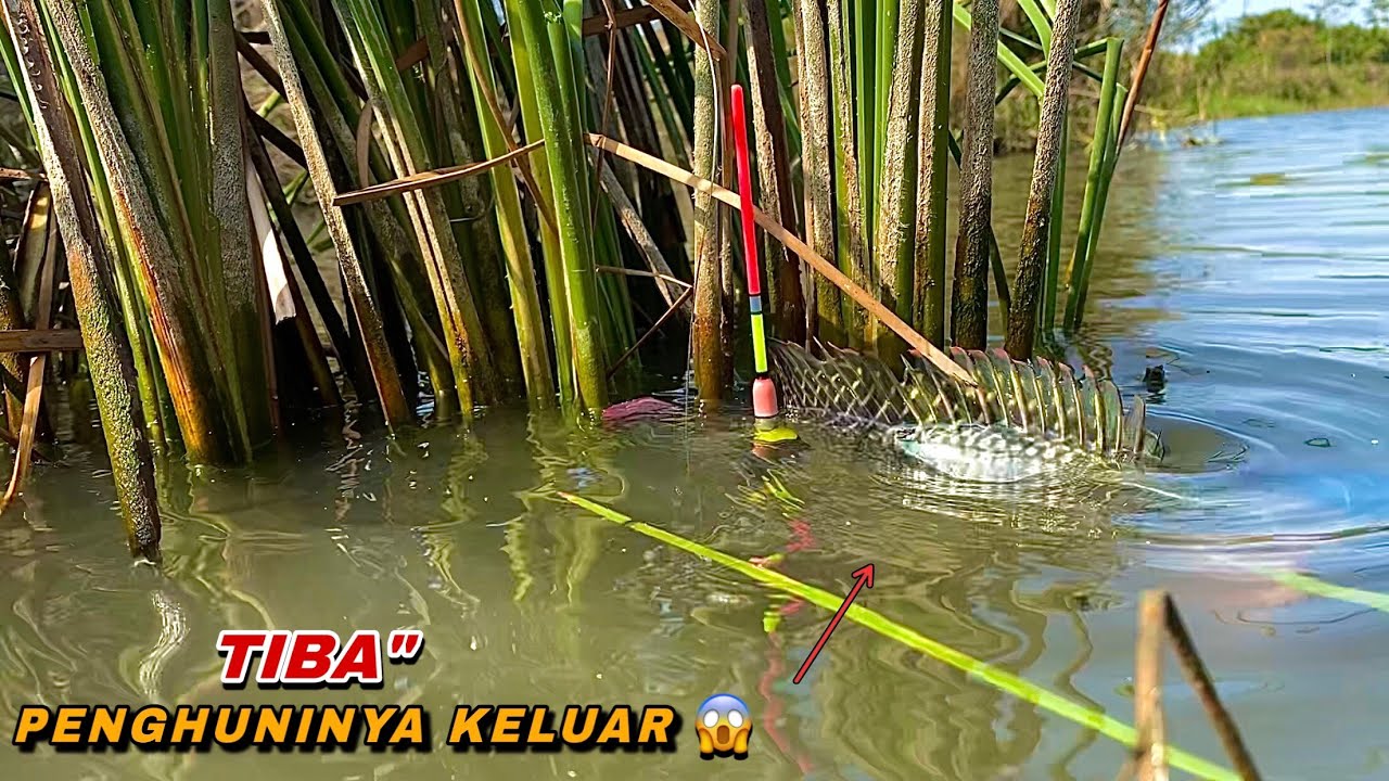Edan..umpan turun langsung di sambar ikan nila besar mancing di rawa liar - YouTube