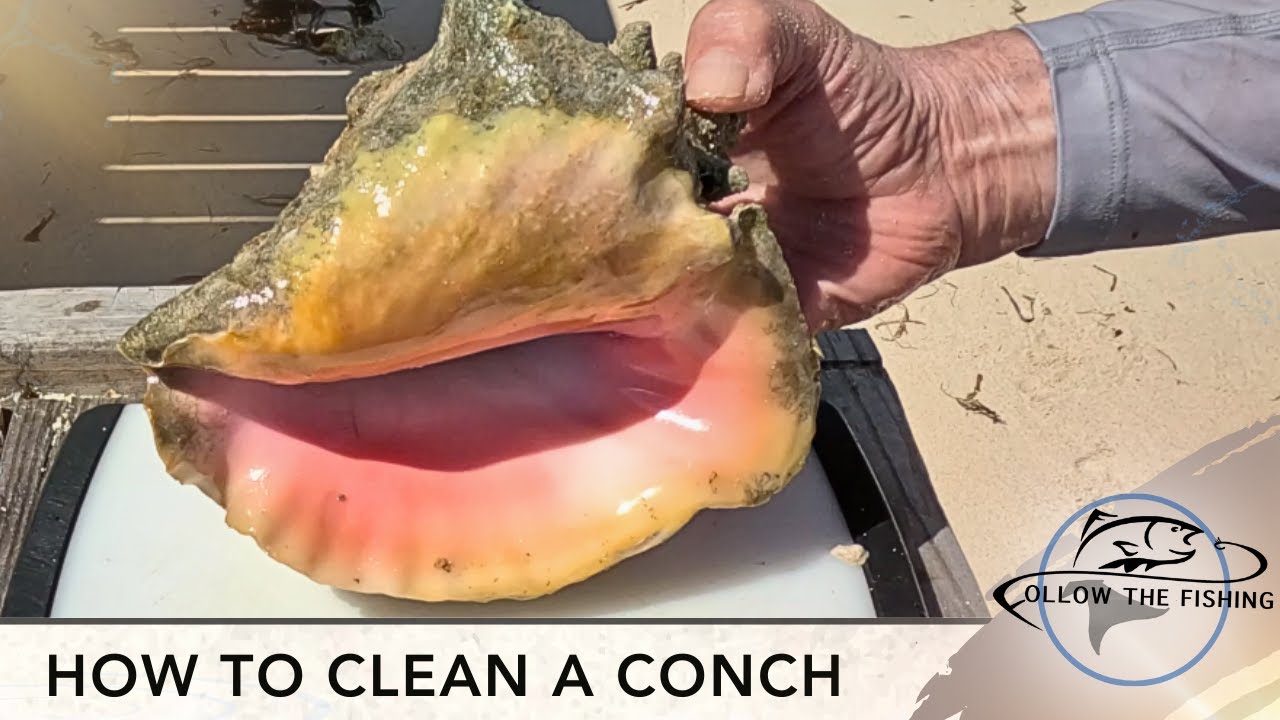 Step-by-Step Guide: How to Clean a Conch for Cooking | Little Cayman ...
