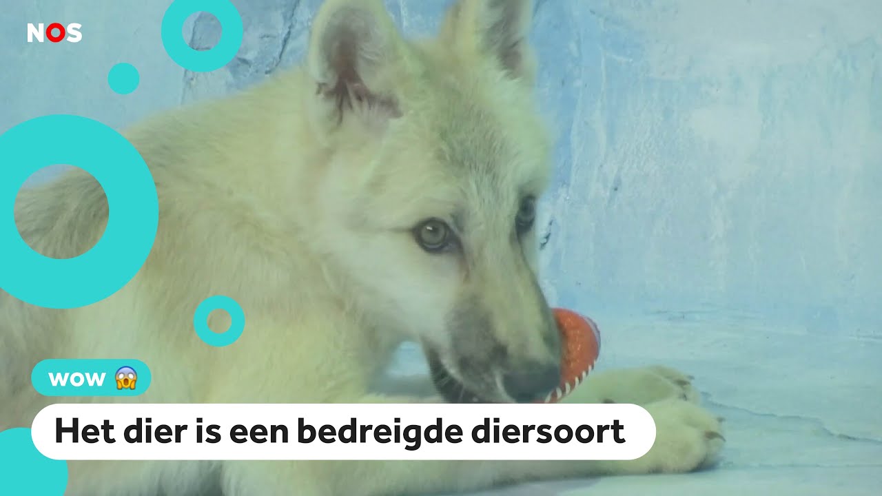 Deze poolwolf is gekloond in een laboratorium - YouTube