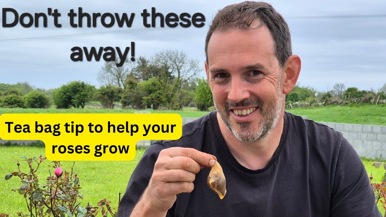 Top tip for using teabags to help your roses grow - YouTube
