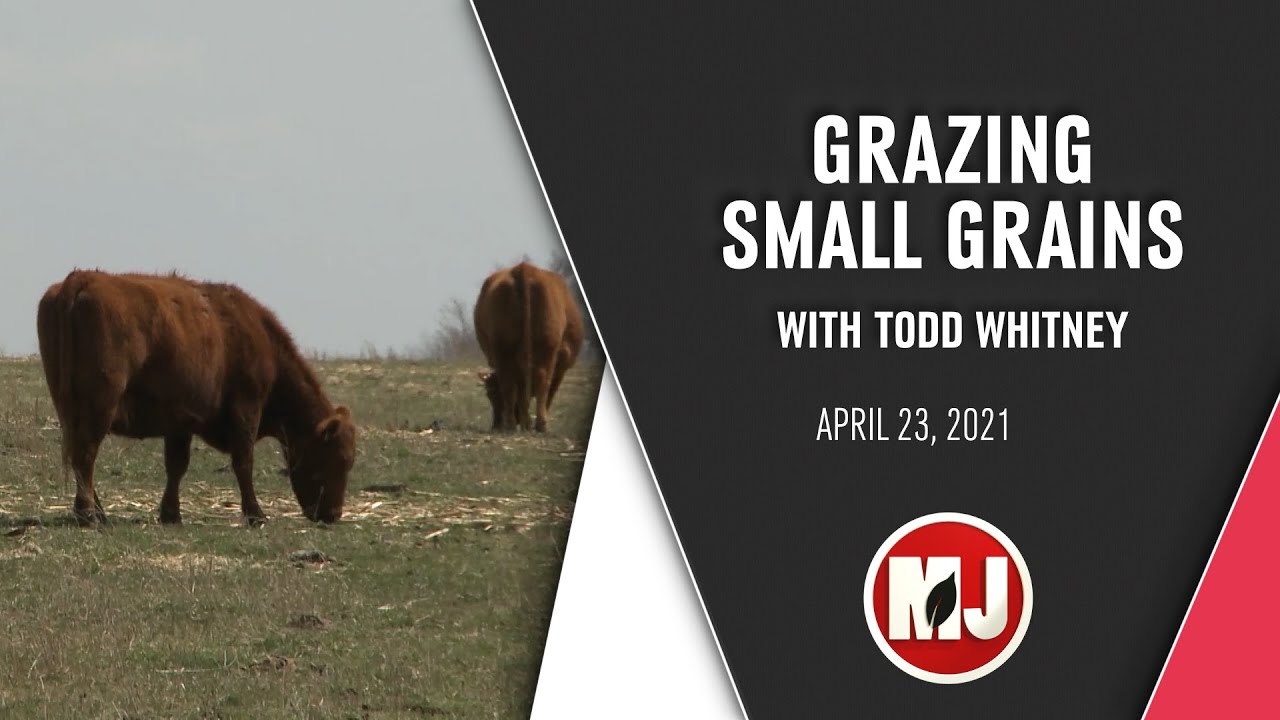 Grazing Small Grains | Todd Whitney | April 23, 2021 - YouTube