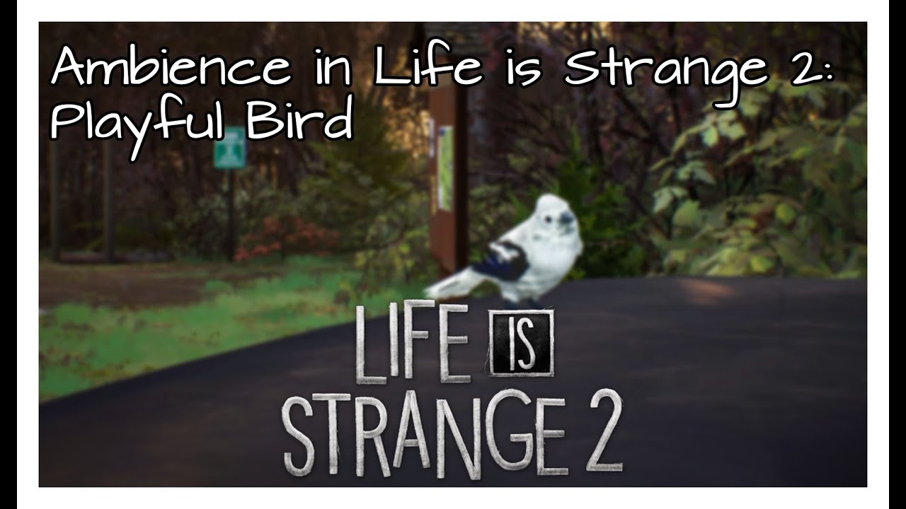 Life is Strange 2 Ambience: Playful Bird - YouTube