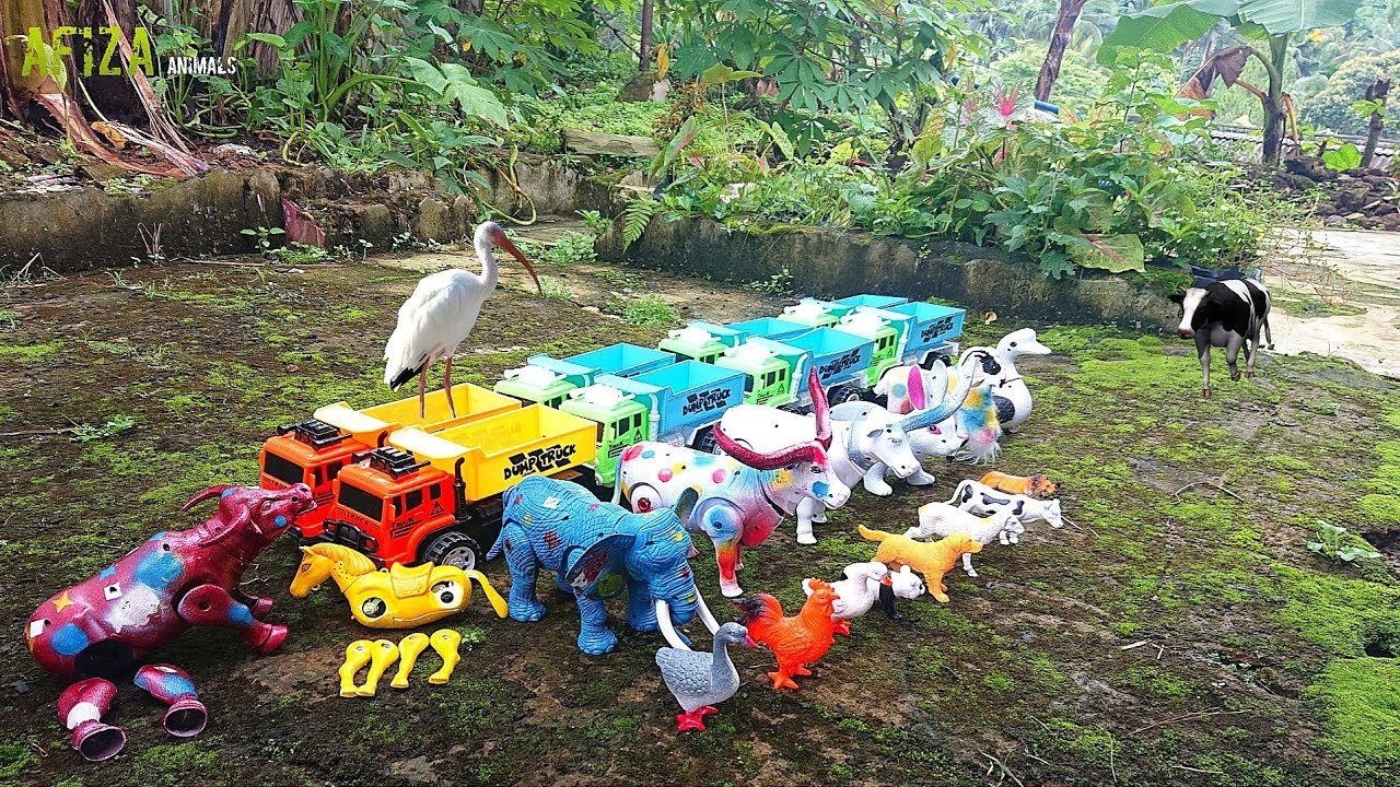 Truk Gandeng Angkut Sapi Sapi Lucu Sapi Kurban Sapi Ngamuk Sapi Moo ...