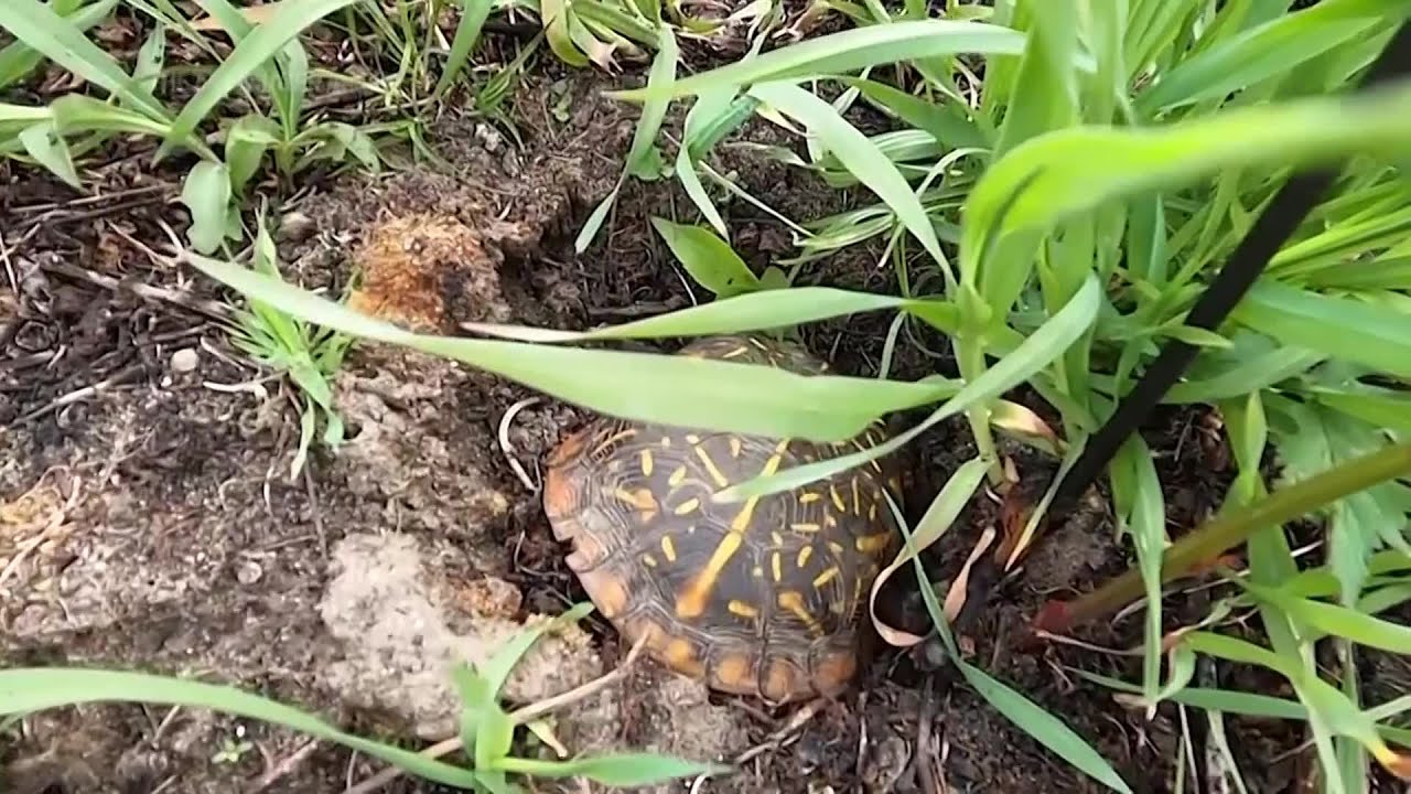 Illinois researchers working to save ornate box turtles - YouTube
