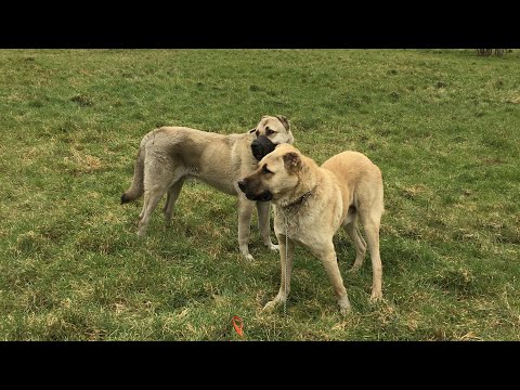 Çeto-Zalım bir arada,Çeto Zalım’ı kıskanıyormu?