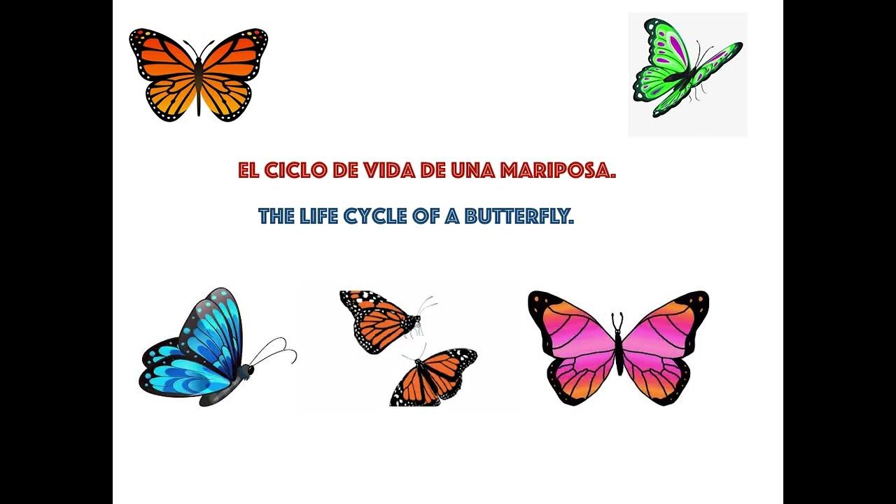 Life cycle of a butterfly in Español and English for kids and beginner ...