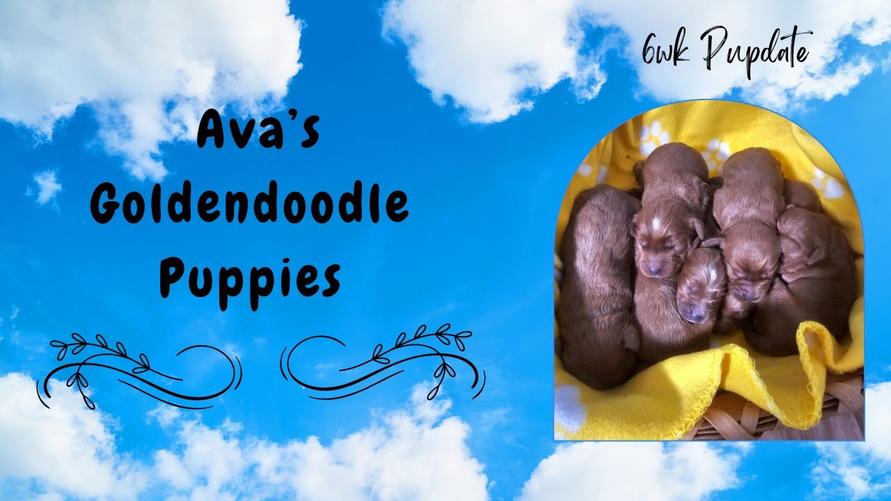 Ava's Mini Goldendoodle Puppies 6wk Pupdate - YouTube