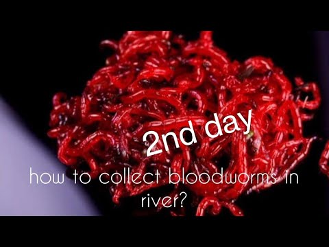 how to collect bloodworms in river? 2nd day - YouTube