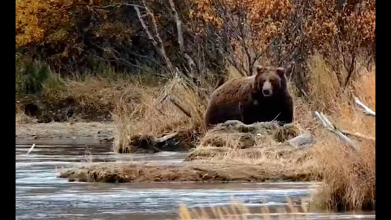 10 Oct 2023: Huge Gorgeous 602 on lower river with 151 Walker (explore ...