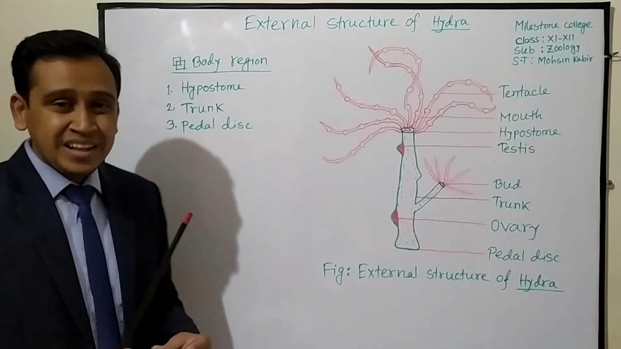 HSC Zoology,Chapter:2, Systematic position of Hydra, External structure ...